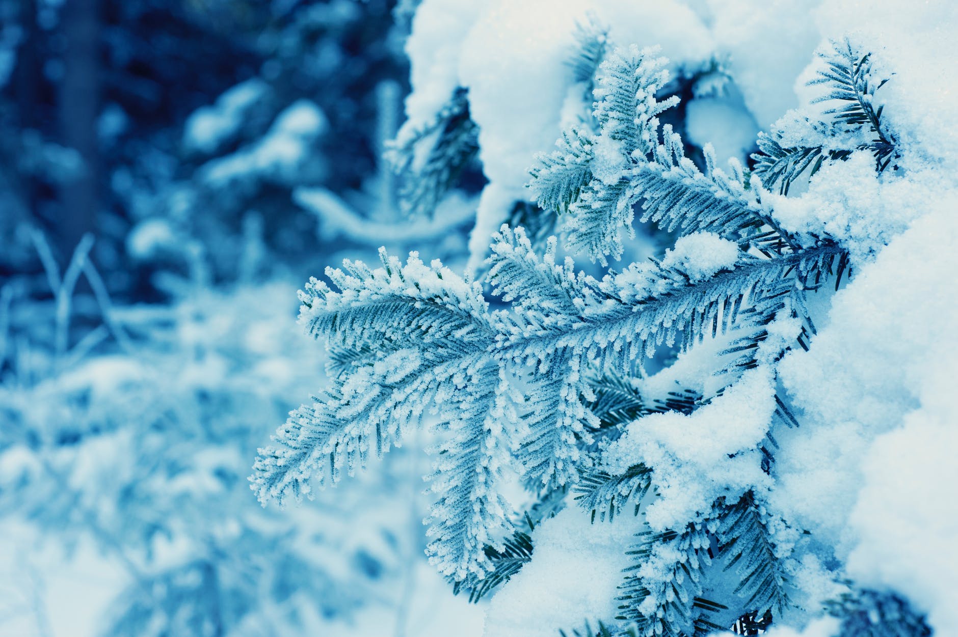 First Snow Fall of 2019 Winter! - She's Connected
